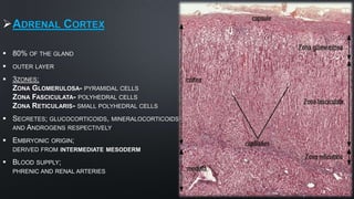 Adrenal gland (Adrenal hormones and their production | PPTX