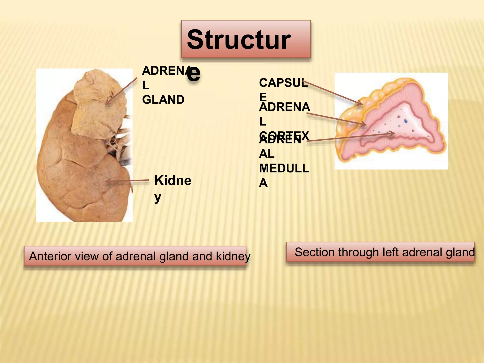 Adrenal medulla | PPT