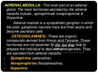 Adrenal Medulla .pptx