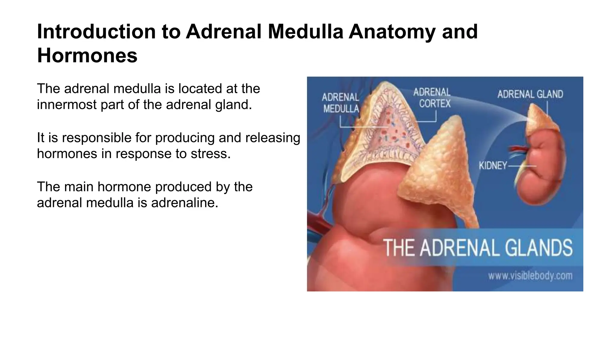 Adrenal Medulla Anatomy And Harmone In Details.pptx
