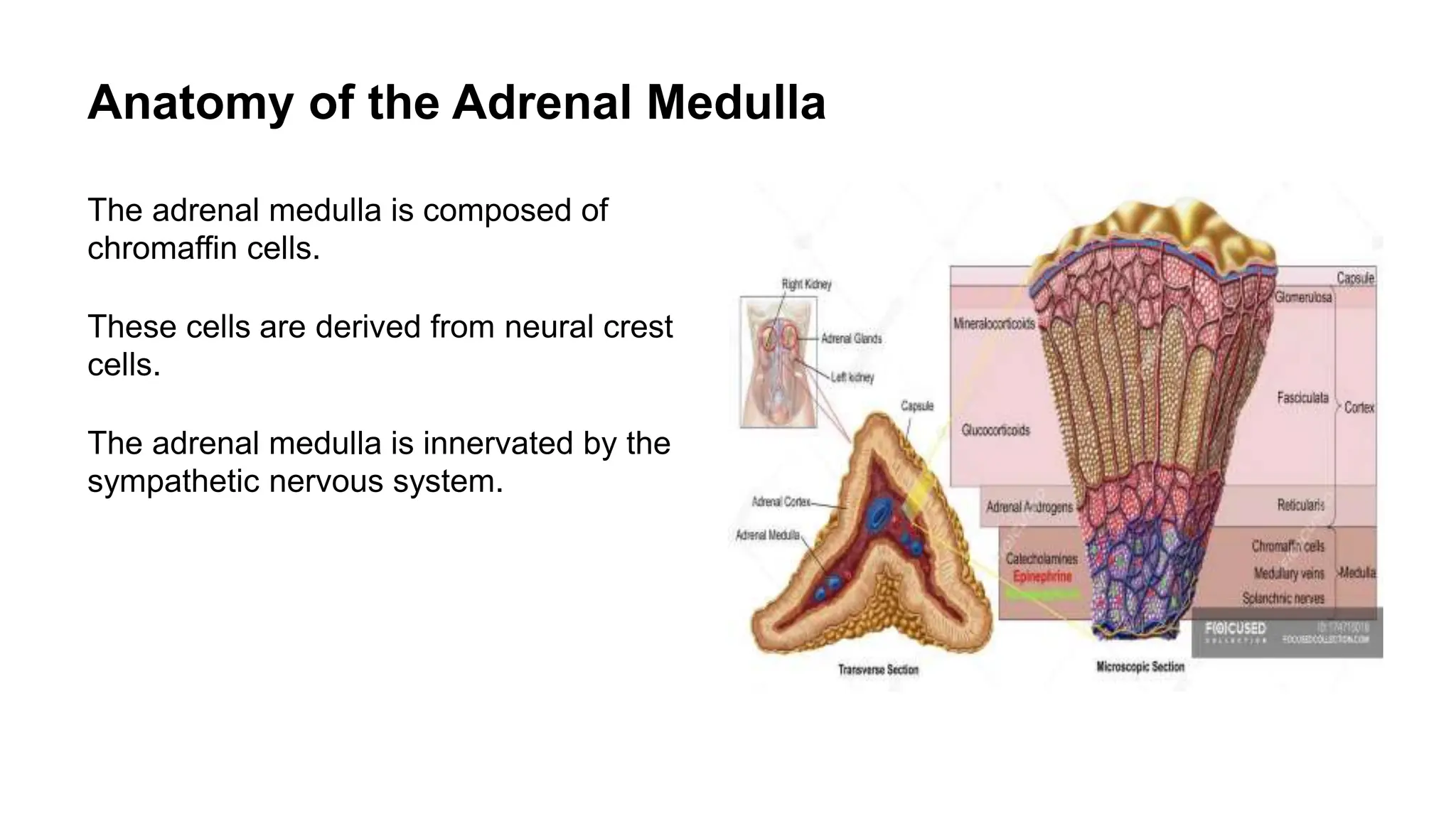 Adrenal Medulla Anatomy And Harmone In Details.pptx