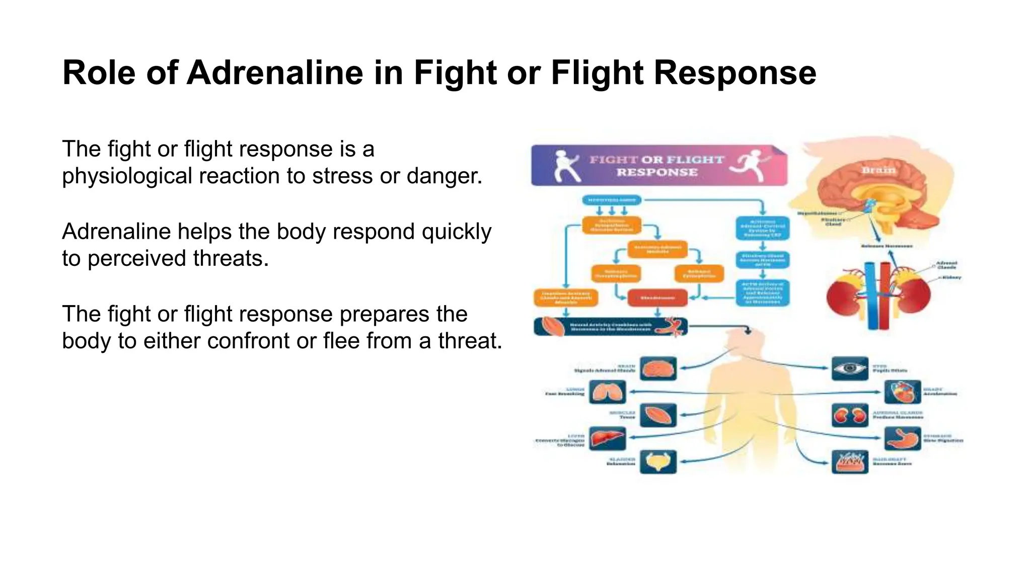 Adrenal Medulla Anatomy And Harmone In Details.pptx