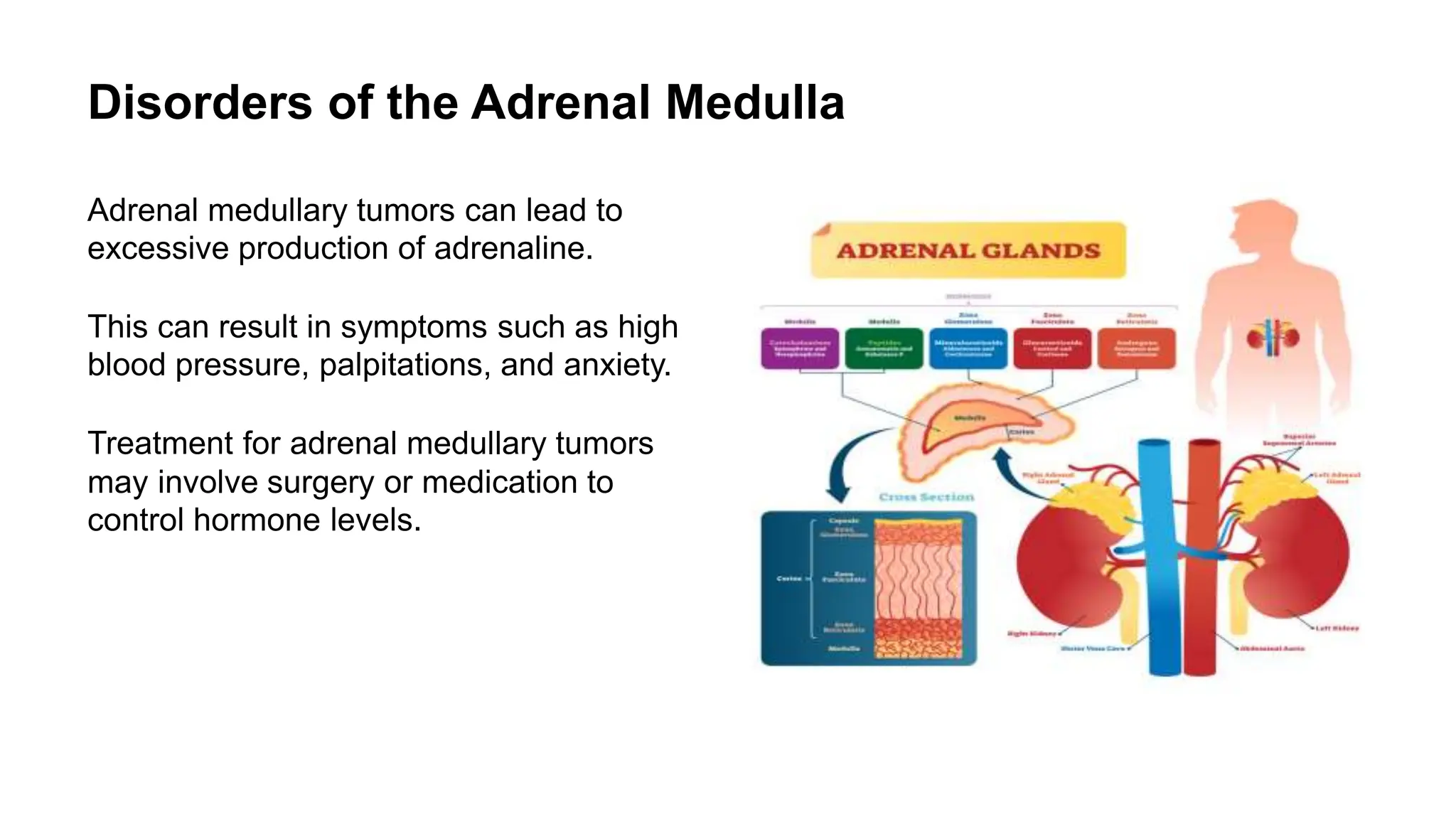 Adrenal Medulla Anatomy And Harmone In Details.pptx