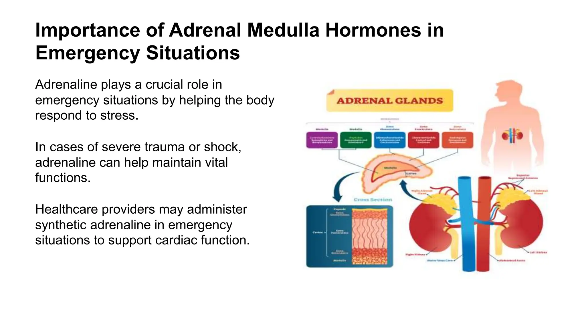Adrenal Medulla Anatomy And Harmone In Details.pptx