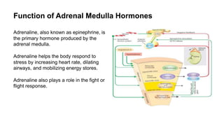 Adrenal Medulla Anatomy And Harmone In Details.pptx