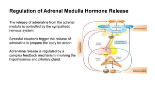 Adrenal Medulla Anatomy And Harmone In Details.pptx