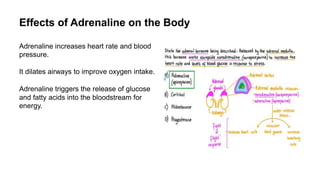 Adrenal Medulla Anatomy And Harmone In Details.pptx