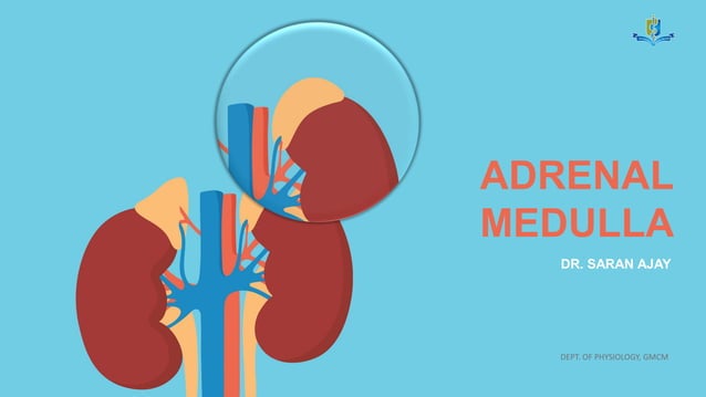 Adrenal Medulla | PPT