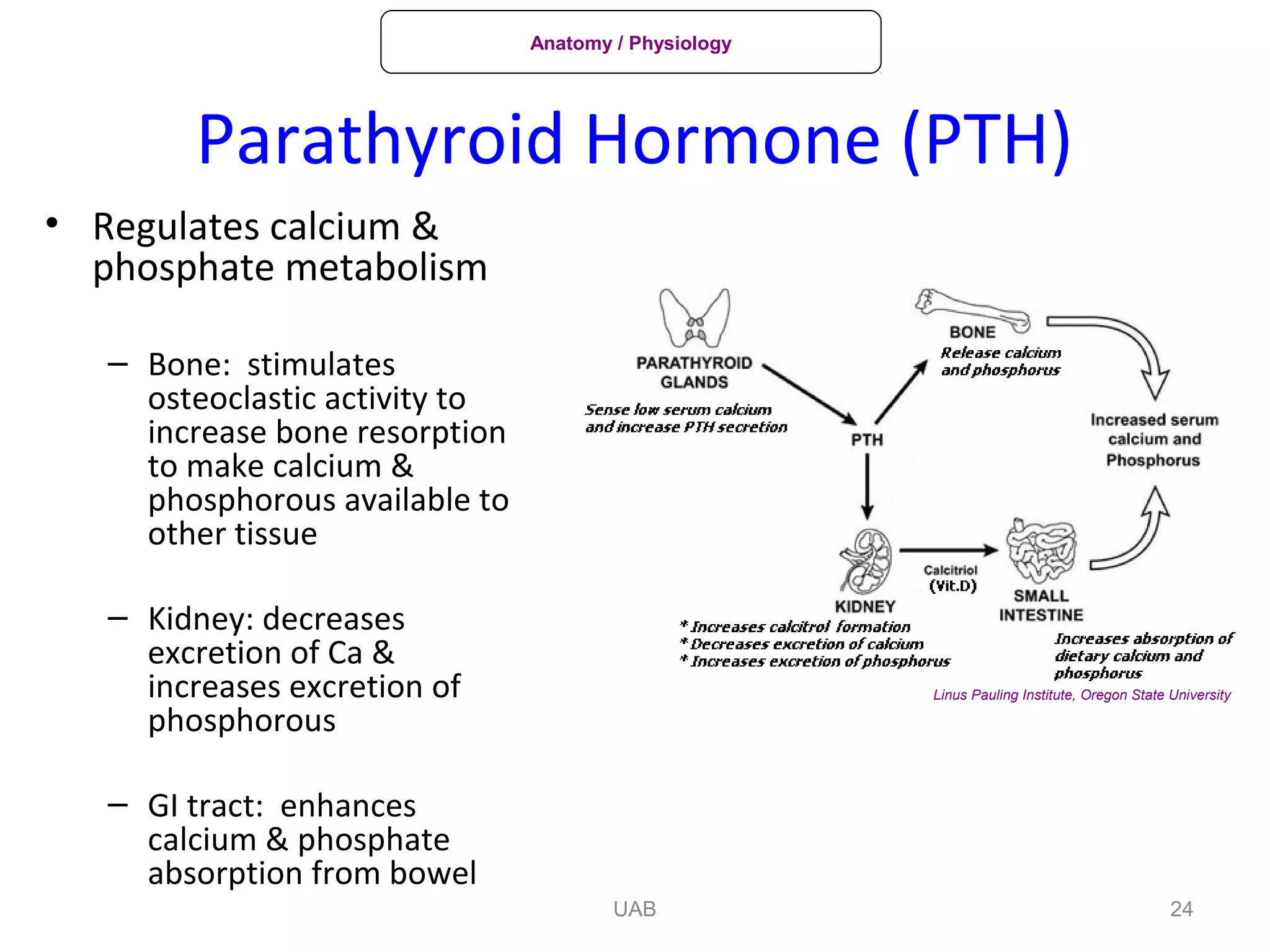 Adrenal & parathyroid | PPT