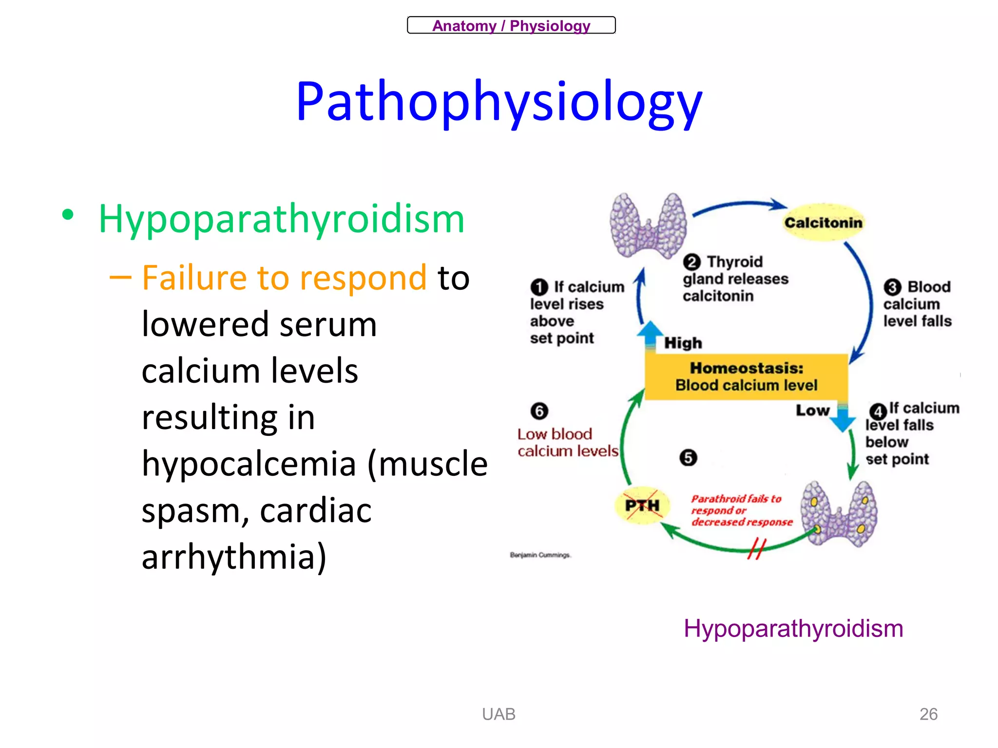 Adrenal & parathyroid | PPT