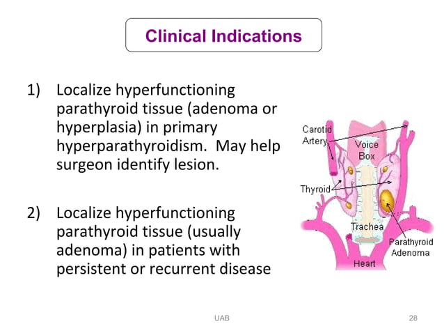 Adrenal & parathyroid | PPT | Thyroid Disorders | Endocrine and ...