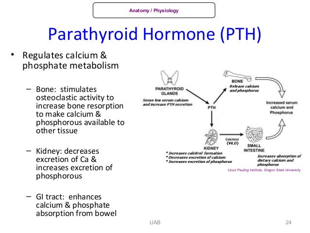 Adrenal & parathyroid