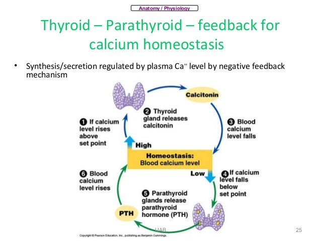 Adrenal & parathyroid