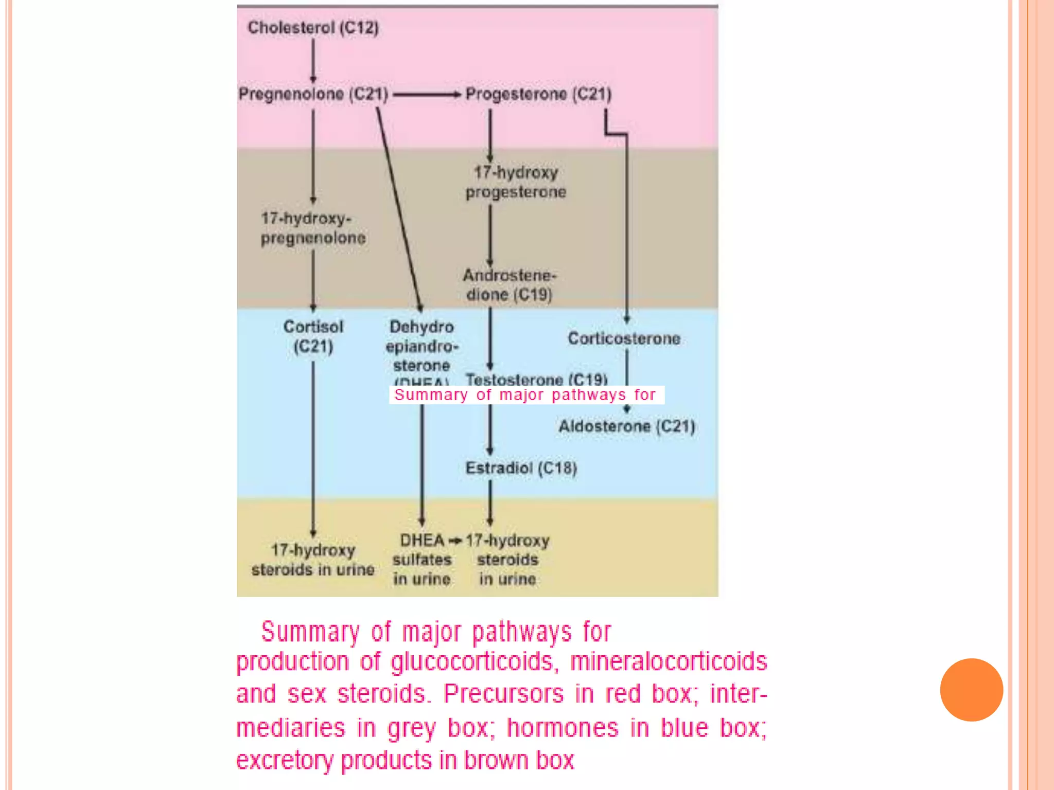 Adrenals chemistry and biosynthesis of adrenal medullary and adrenal ...