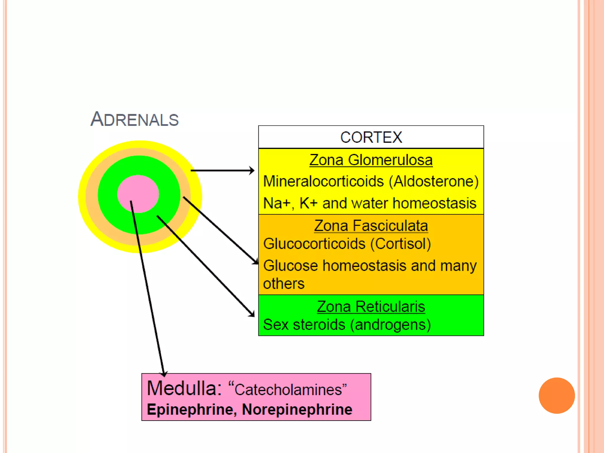 Adrenals chemistry and biosynthesis of adrenal medullary and adrenal ...