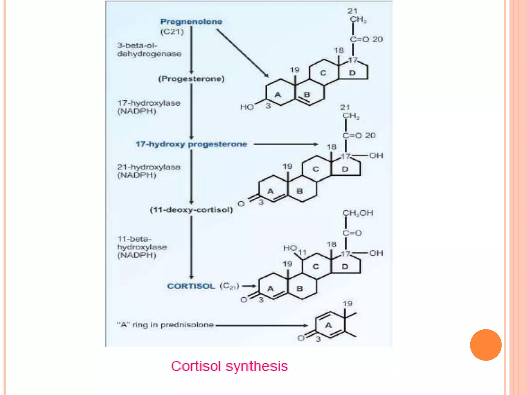 Adrenals chemistry and biosynthesis of adrenal medullary and adrenal ...