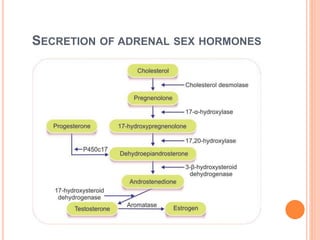 adrenal sex hormone.pptx