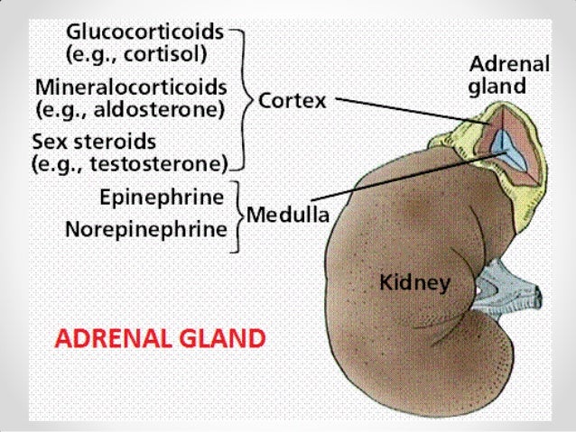 Adrenal tumor, classification, management - easy explanation Adrenal tumor, classification, management - easy explanation