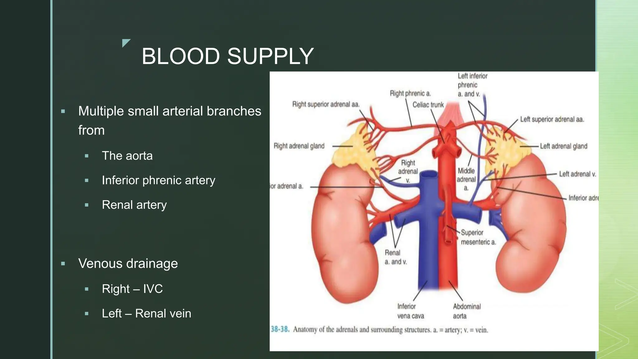 adrenal tumors ppt.pptx presentation.... | PPTX
