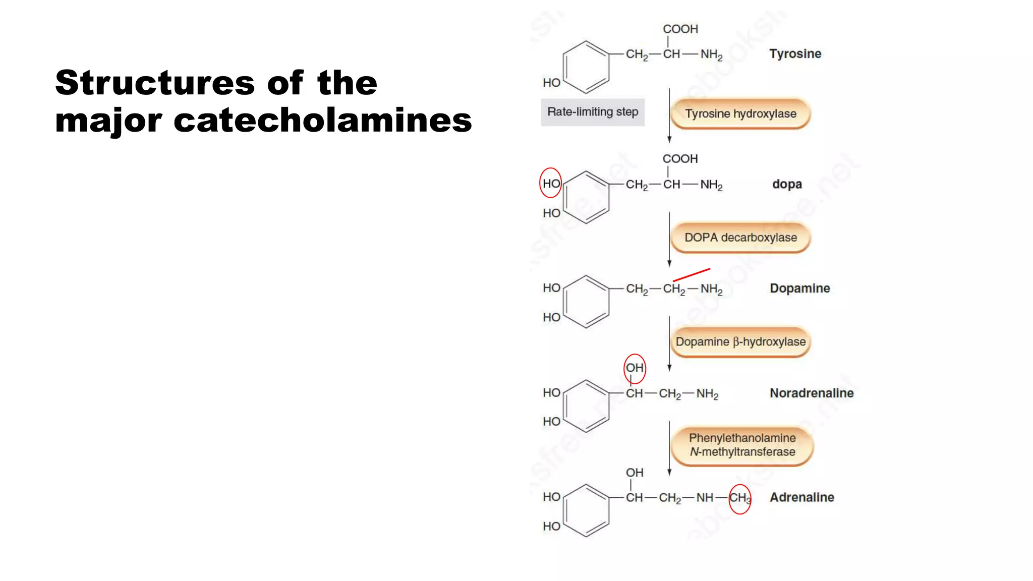 Adrenoceptors Agonists & Sympathomimetic Drugs (Autonomic Nervous ...