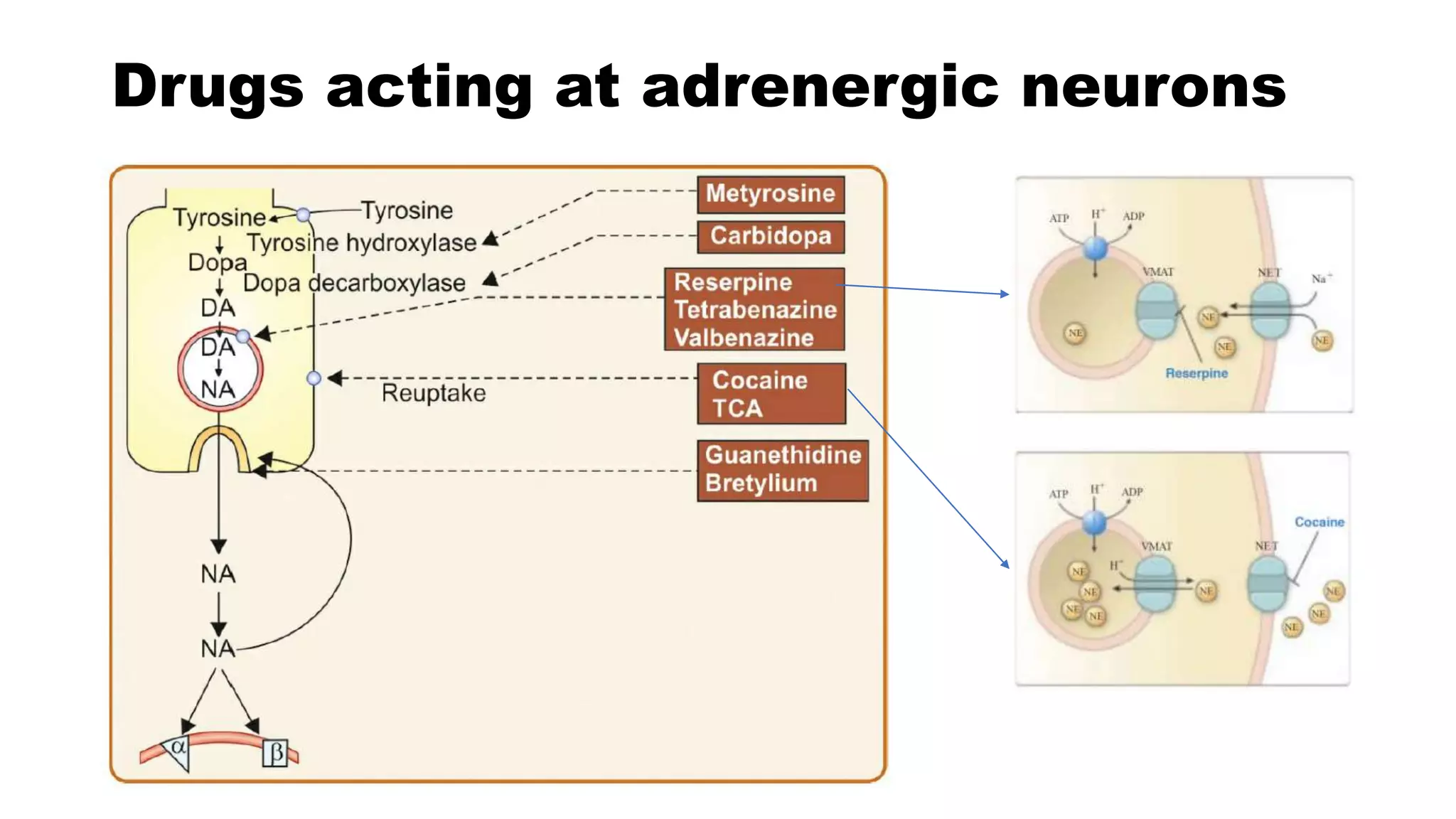 Adrenoceptors Agonists Sympathomimetic Drugs Autonomic Nervous