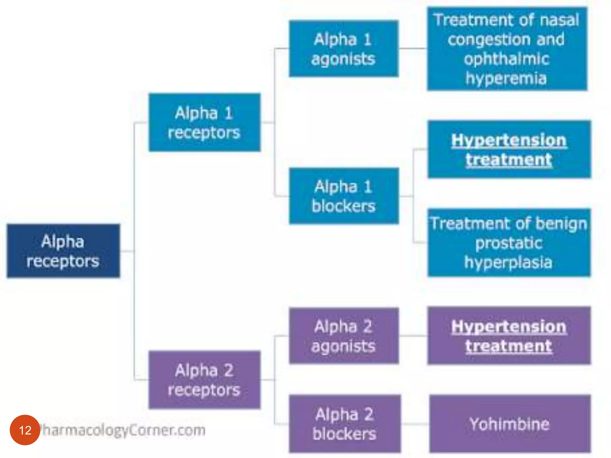 Adrenergic receptors | PPTX