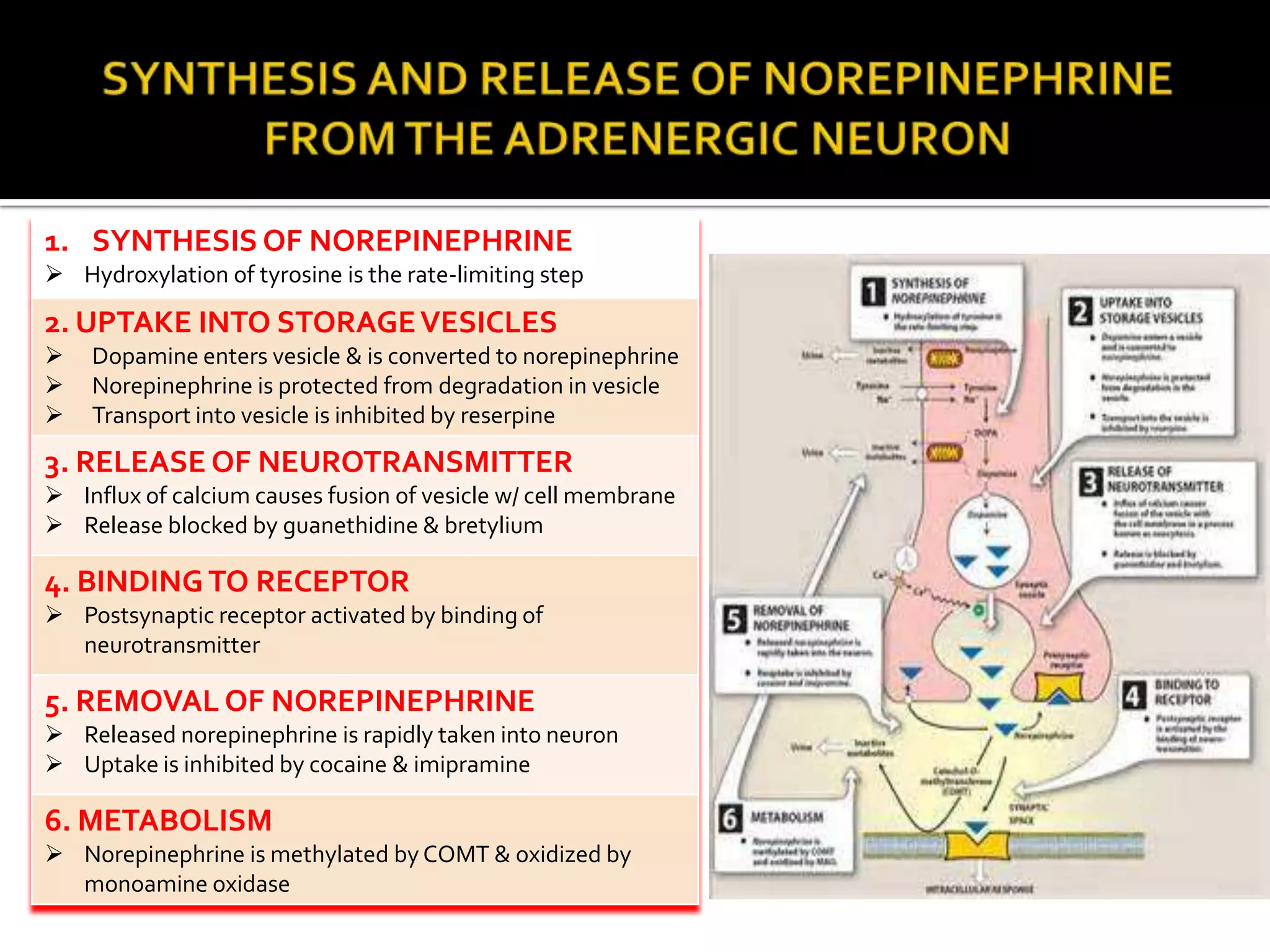 Adrenergic agonists | PPTX