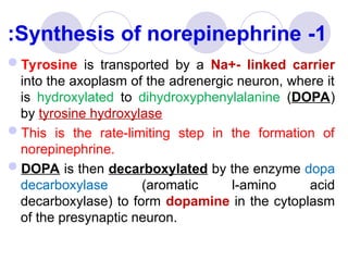 Autonomic nervous system Adrenergic Agonists | PPT