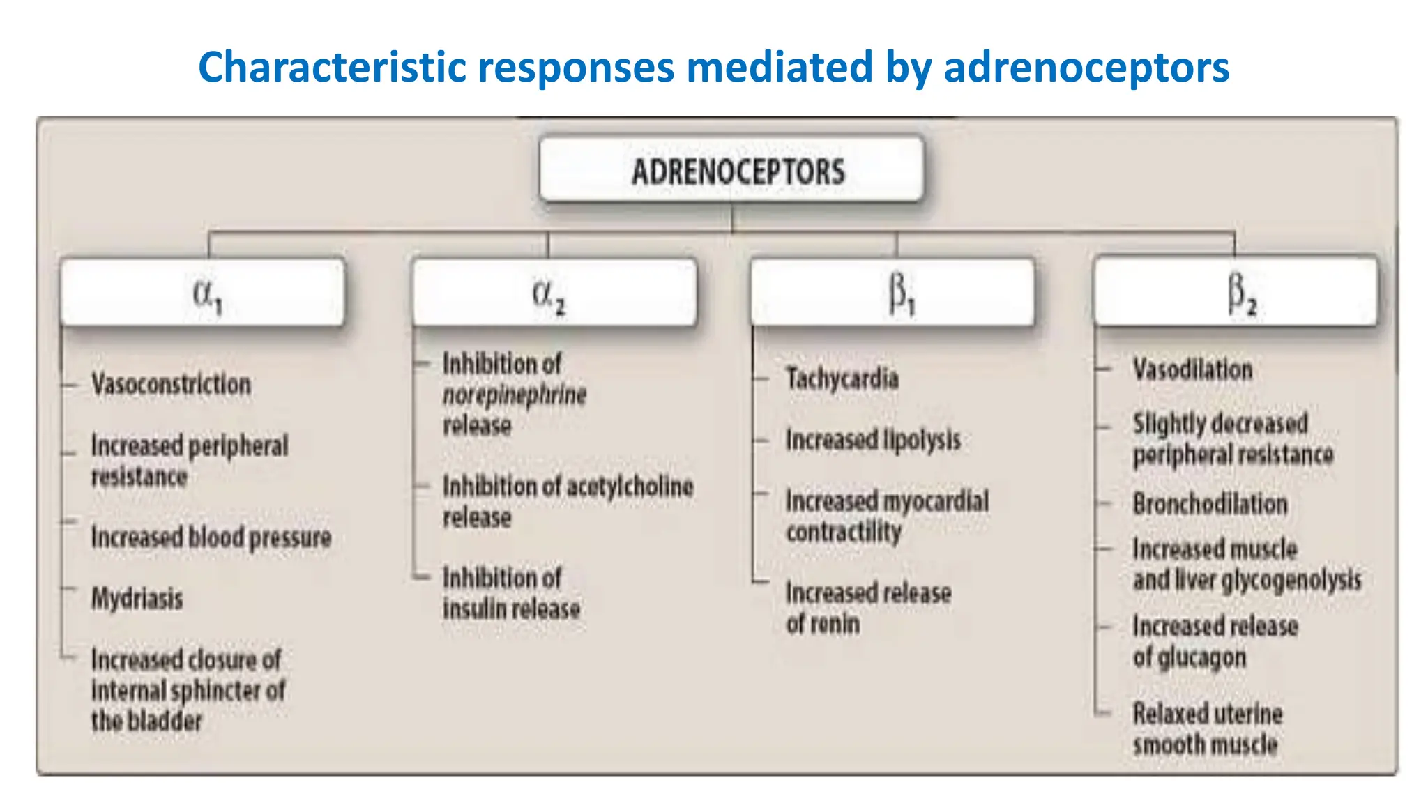 Adrenergic Agonists and Antagonists.pptx