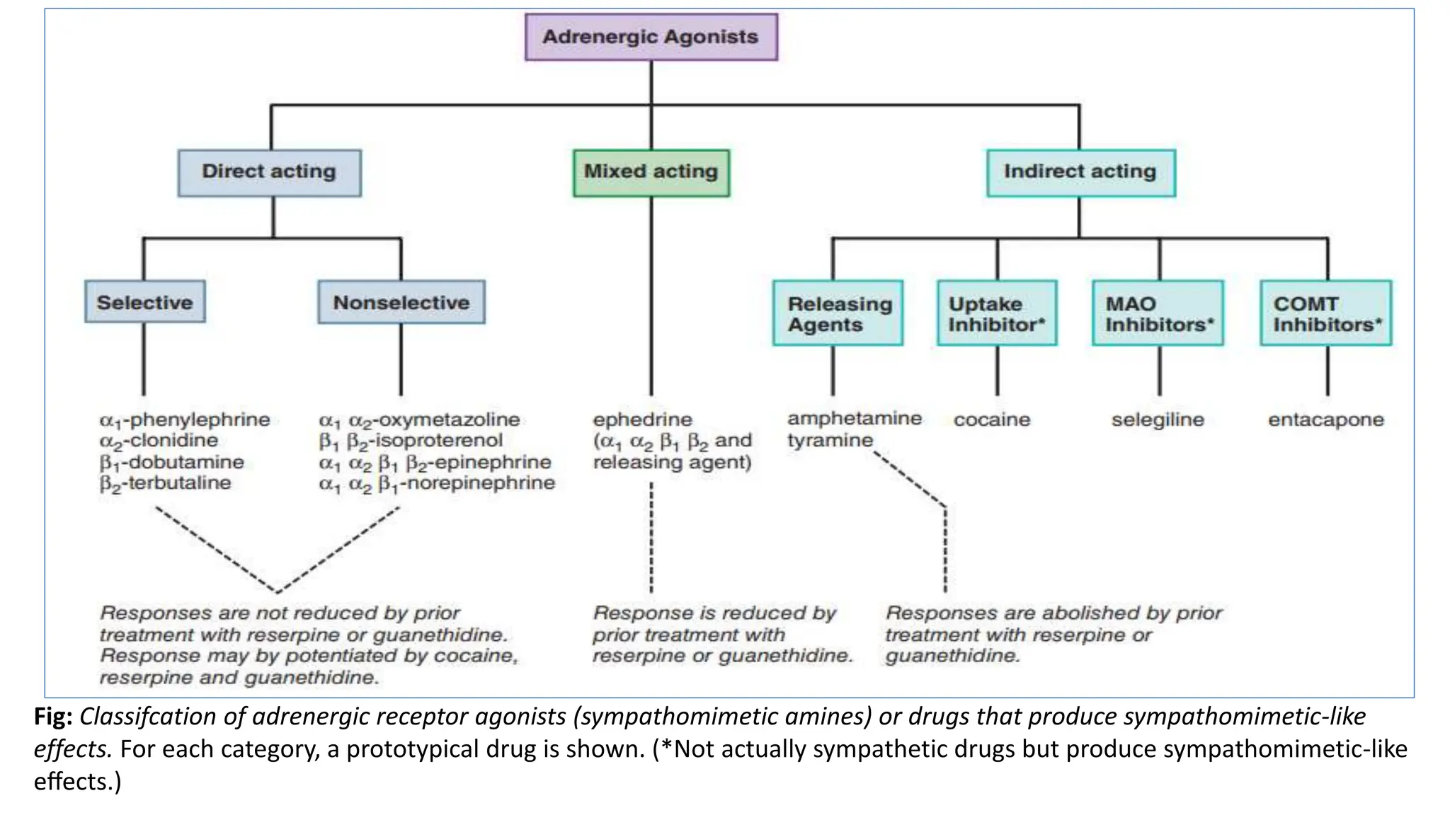 Adrenergic Agonists and Antagonists.pptx