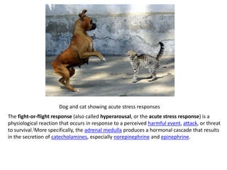 Adrenergic antagonists adrenoreceptor blockers- Dr.Jibachha Sah,M.V.Sc ...