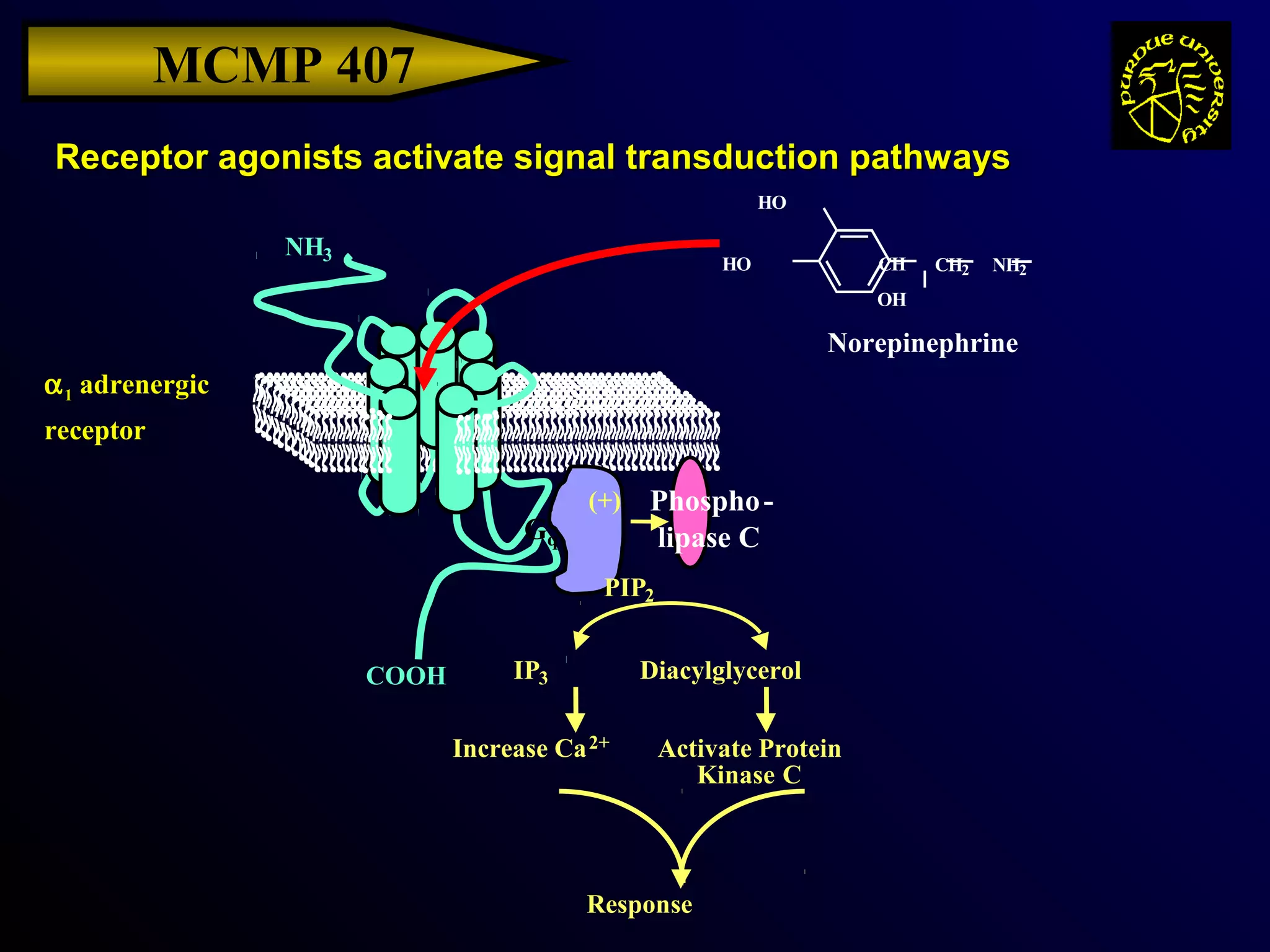 Adrenergic antagonists alpha and beta blockers | PPT