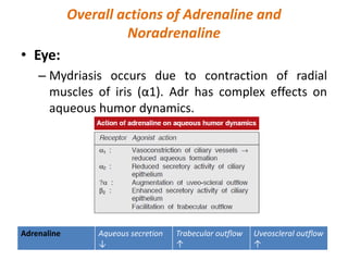 Adrenergic drugs | PPTX