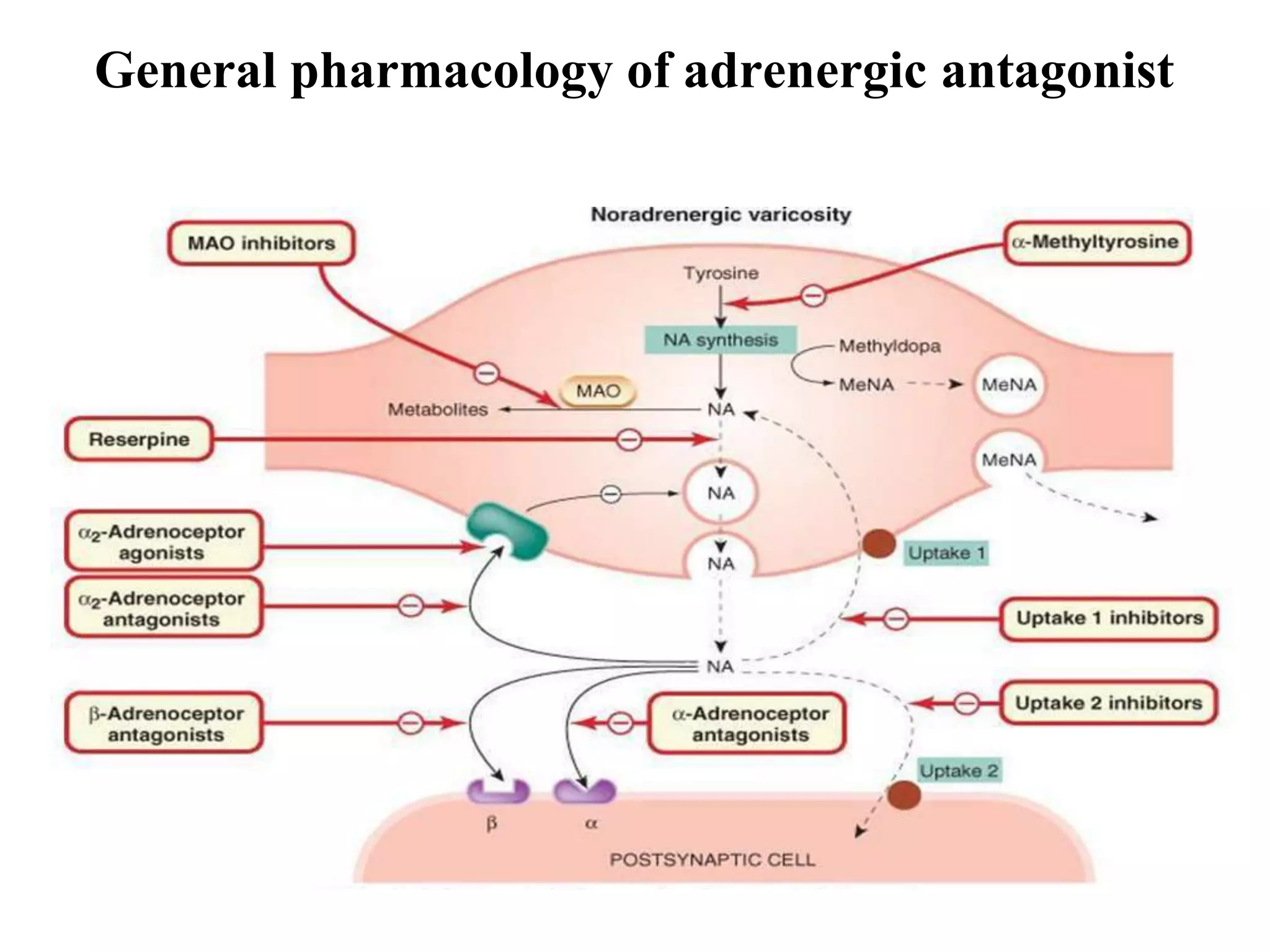 adrenergicdrugs-181220100636 (1).pptx