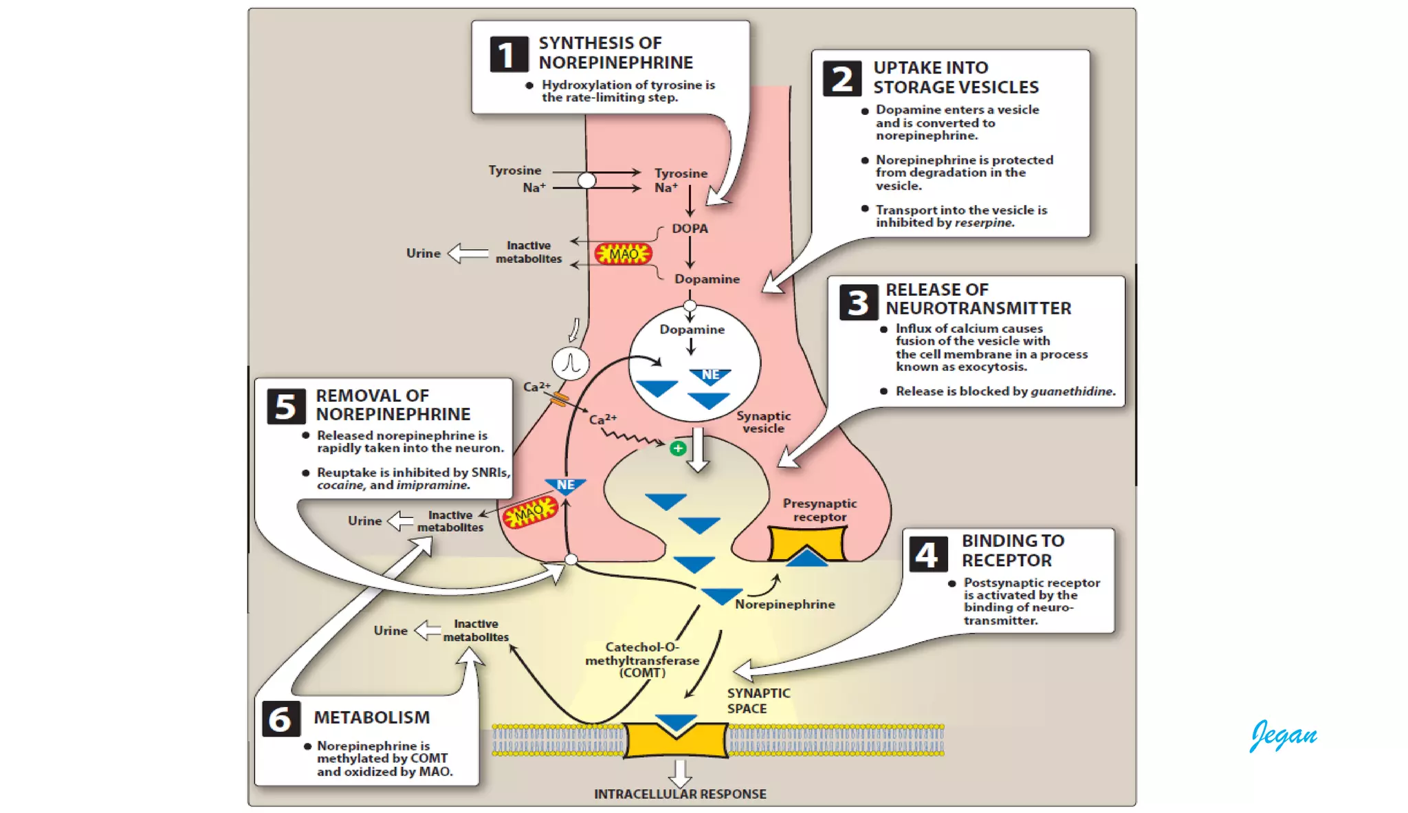Adrenergic drugs | PDF | Heart and Cardiovascular Diseases | Diseases ...