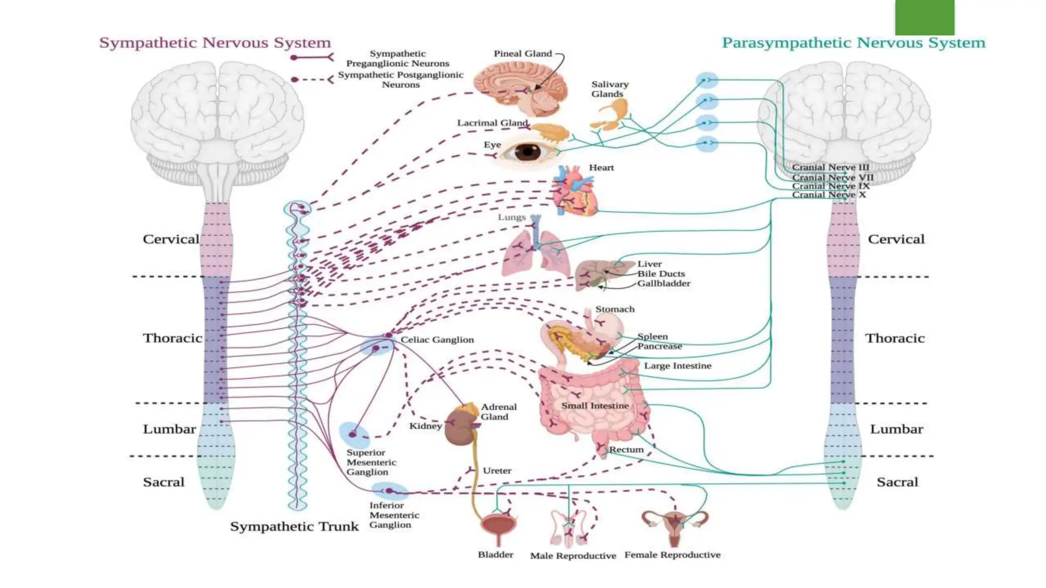 Adrenergic Drugs. Autonomic Nervous System.pptx