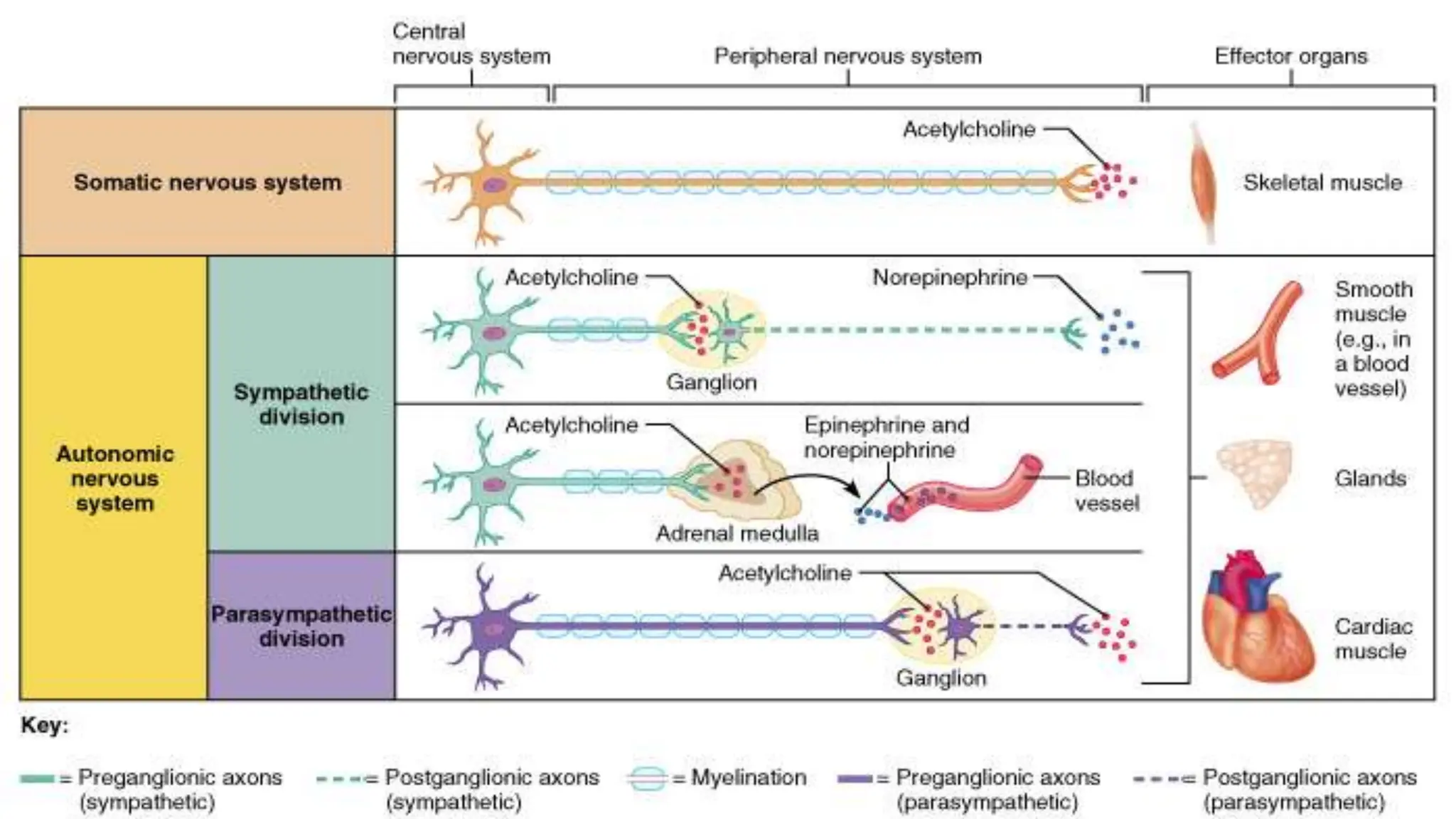 Adrenergic Drugs. Autonomic Nervous System.pptx