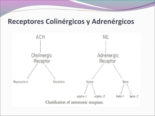 Adrenergico y colinergicos | PPT