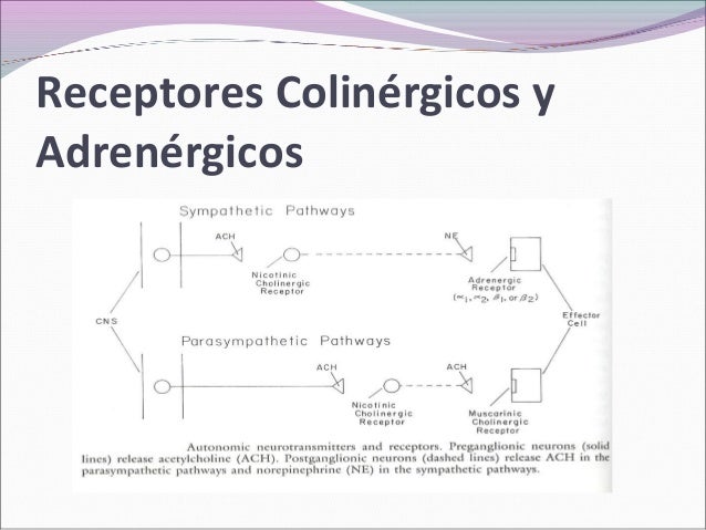 Adrenergico y colinergicos