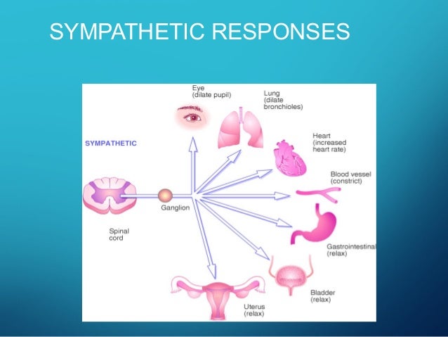 Sympathetic Nervous System Receptors Alpha And Beta