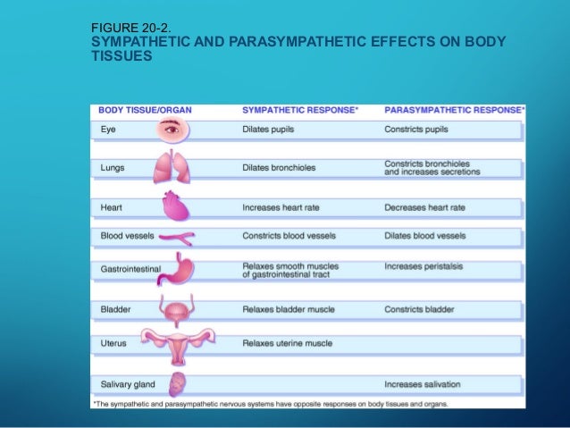 Sympathetic Nervous System Receptors Alpha And Beta