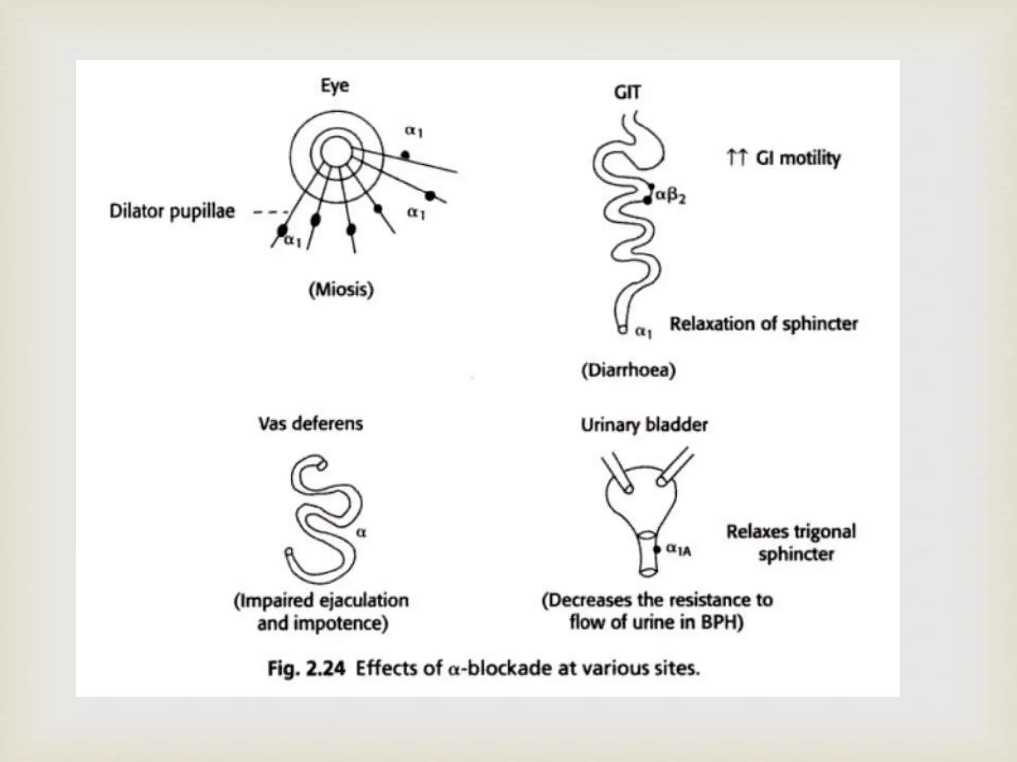 Adrenergic Receptor Blockers | PPT