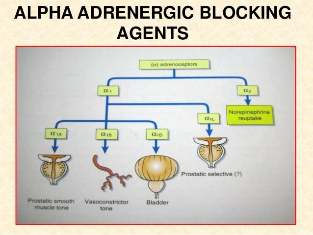 Adrenergic receptor blockers | PPT | Heart and Cardiovascular Diseases | Diseases and Conditions