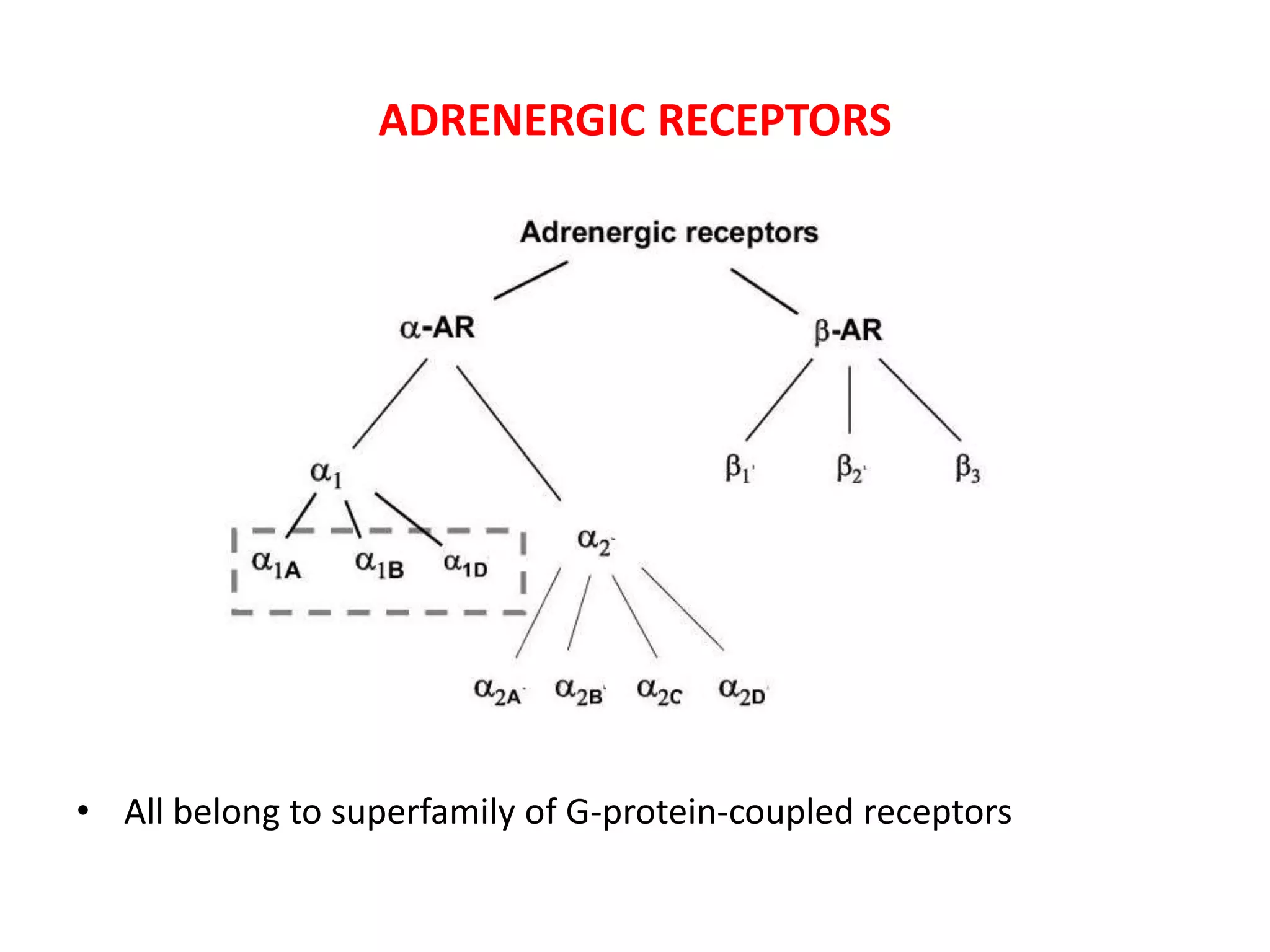 Adrenergic receptors and its modulators | PPTX