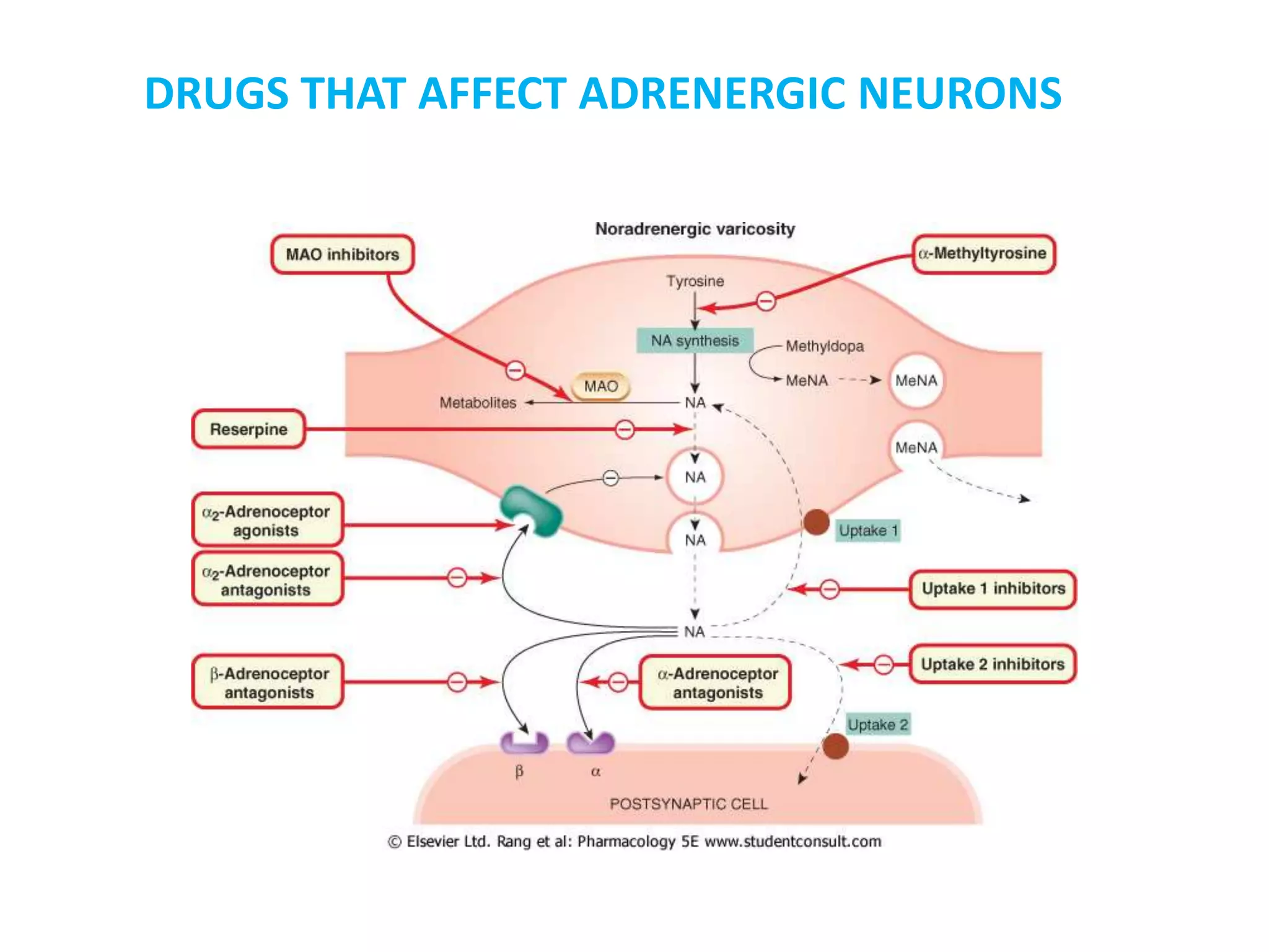 Adrenergic receptors and its modulators | PPTX