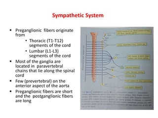 Adrenergic receptors and its modulators | PPTX