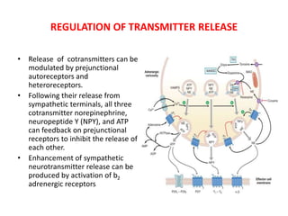 Adrenergic receptors and its modulators | PPTX