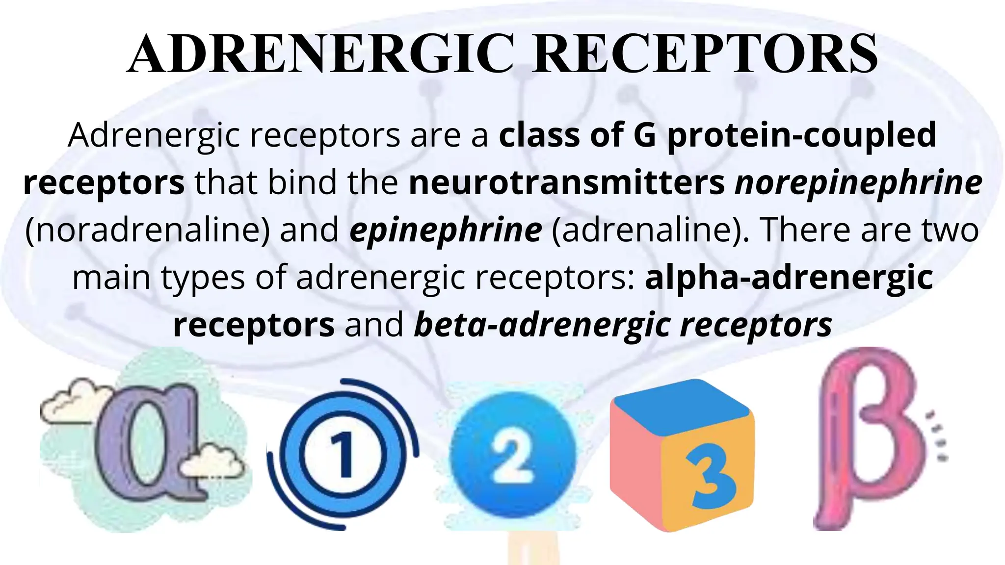 Adrenergic Receptor, Transmission and Drugs Pharmacology 1.pptx