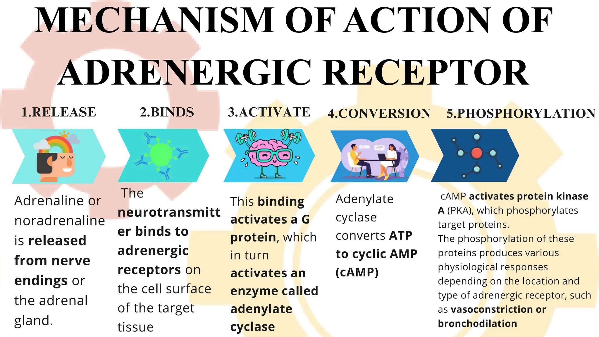 Adrenergic Receptor, Transmission and Drugs Pharmacology 1.pptx