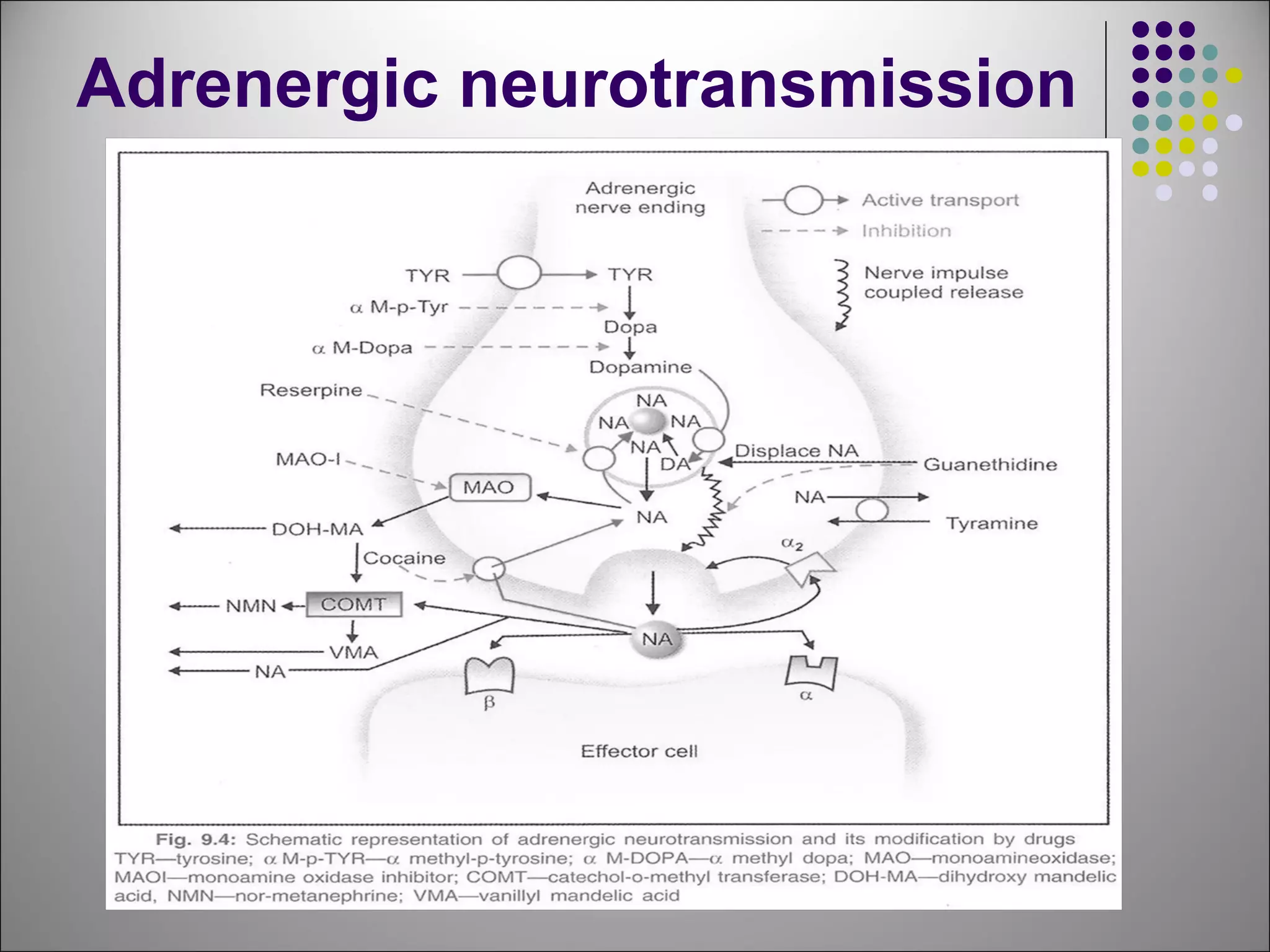 Adrenergic Drugs - drdhriti | PPT | Brain and Nervous System Disorders ...
